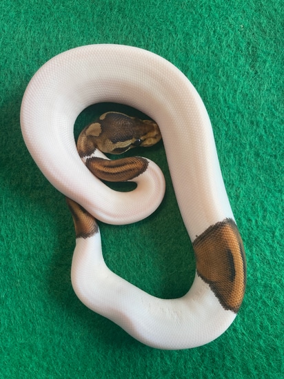 Black Pastel Pied Ball Python by Pearson's Pythons