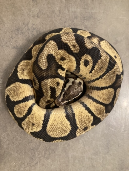 Firefly Ball Python by Pearson's Pythons