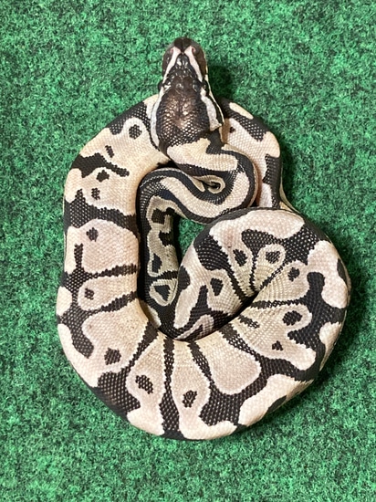 Pastel Axanthic (TSK) Ball Python by Pearson's Pythons