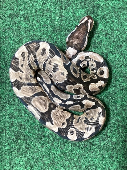 Fire Axanthic (TSK) Ball Python by Pearson's Pythons
