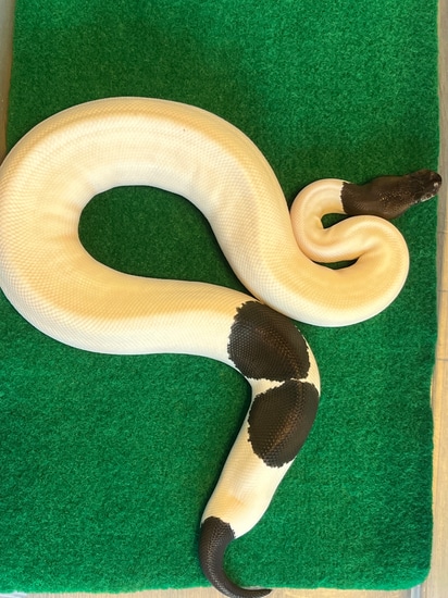Panda Pied Ball Python by Pearson's Pythons
