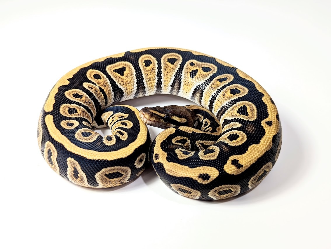 Cypress Female Ball Python by Peartree Pythons - MorphMarket
