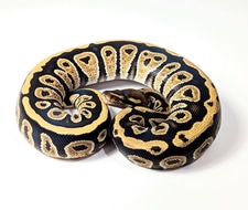 Cypress Ball Pythons for Sale - MorphMarket US & Canada