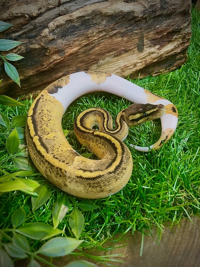 Pastel Fire Pied (Firefly Pied) Ball Python by Peculiar Pythons