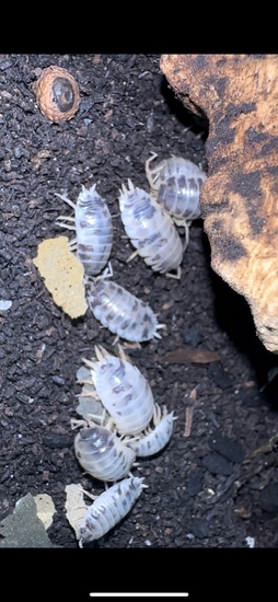 Dairy Cow Isopod 10ct by PedeMyPants Crafts and Critters