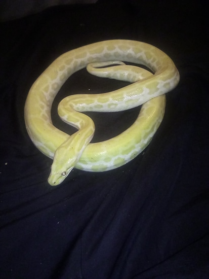 Albino Hypo Het Piebald Burmese Python by Bad name Exotix