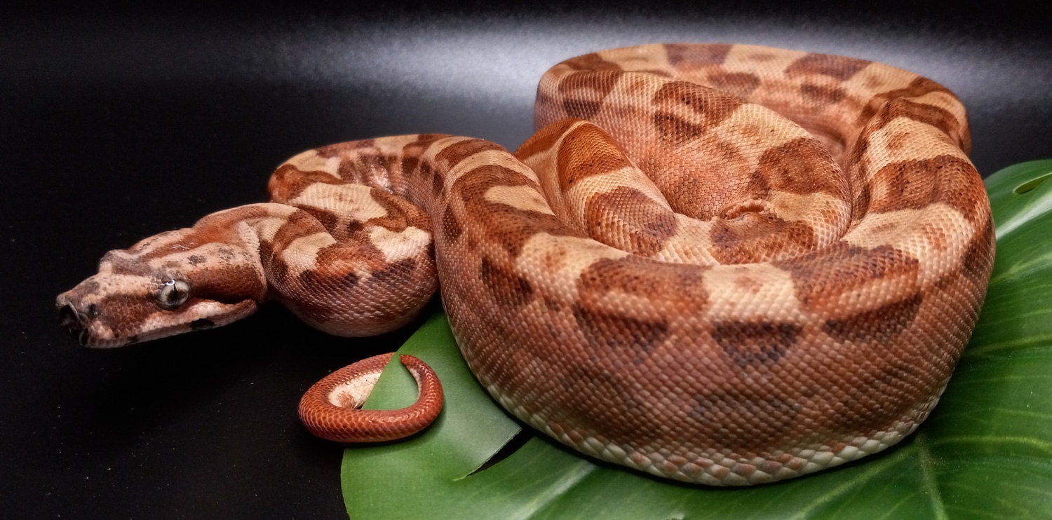 Pastel Hypo Motley Jungle Boa Constrictor by Penelopes Pastels ...
