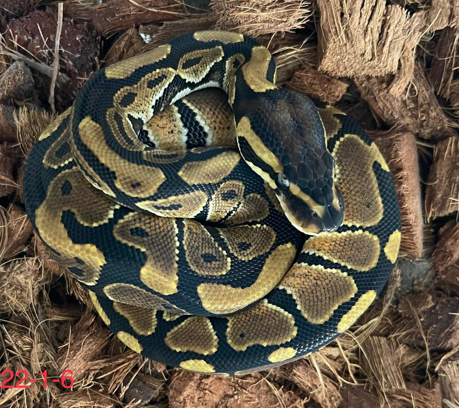 50% Het Sunset Ball Python by Penny's Pythons - MorphMarket