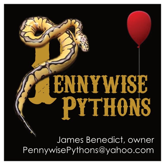 Ball Python Clutch: 03-2022 by Pennywise Pythons - MorphMarket