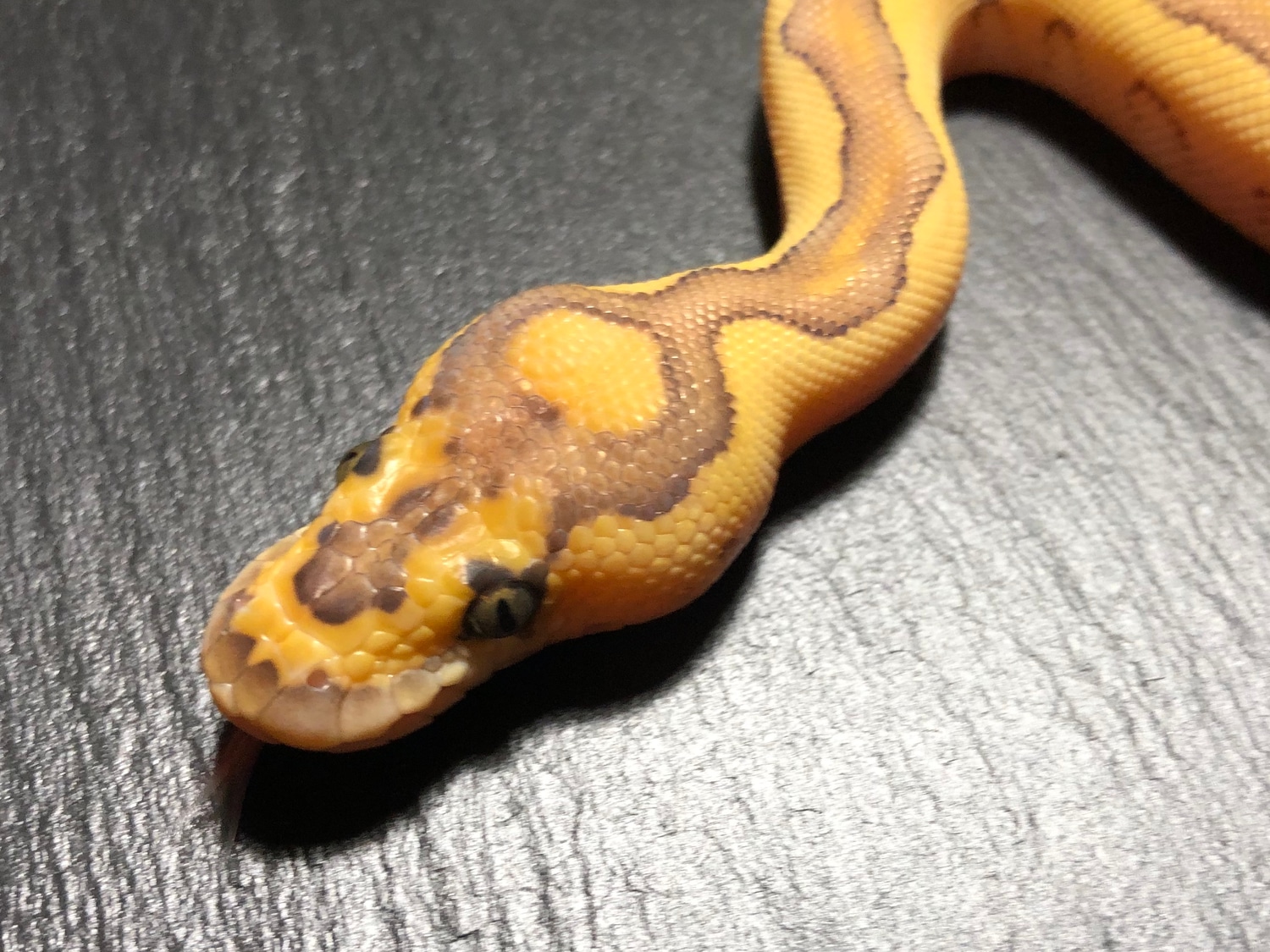 Butter Blade Clown Ball Python by Pennywise Pythons - MorphMarket