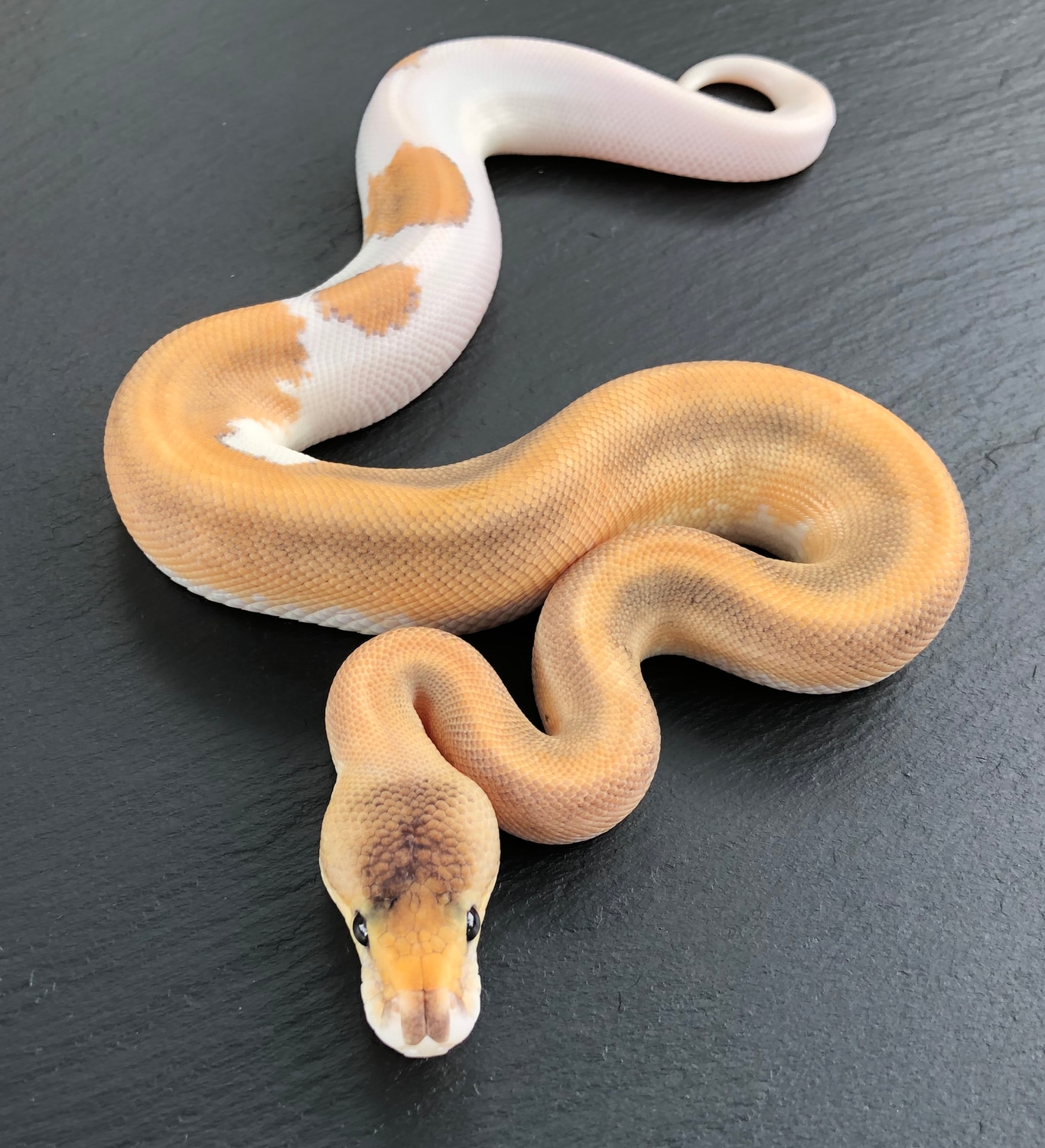 Cinnamon Champagne 50% Het Clown Ringers Ball Python by Pennywise ...