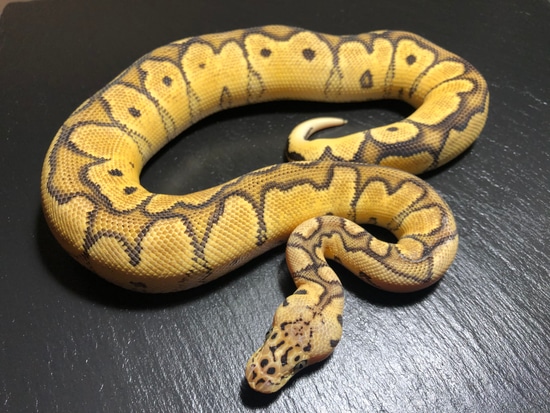 Pastel Clown Ball Python by Pennywise Pythons