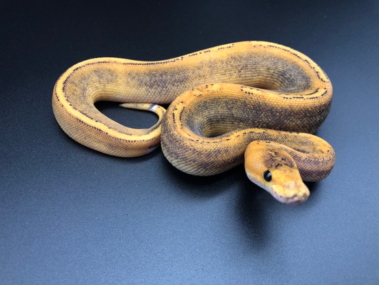 Champagne 50% Het Clown Ringer Ball Python by Pennywise Pythons