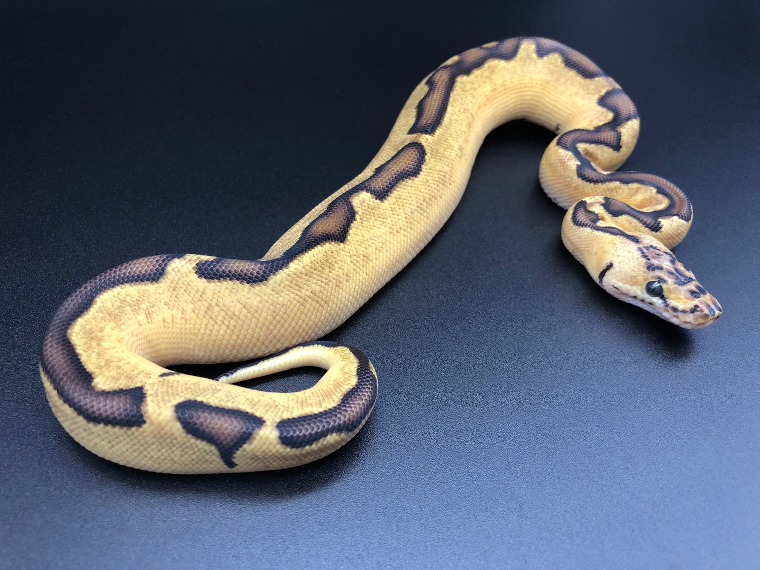 Pastel Enchi Blade Clown Ball Python by Pennywise Pythons - MorphMarket