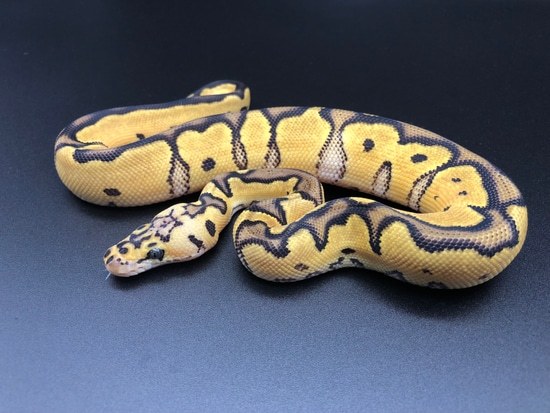 Pastel Clown Ball Python by Pennywise Pythons