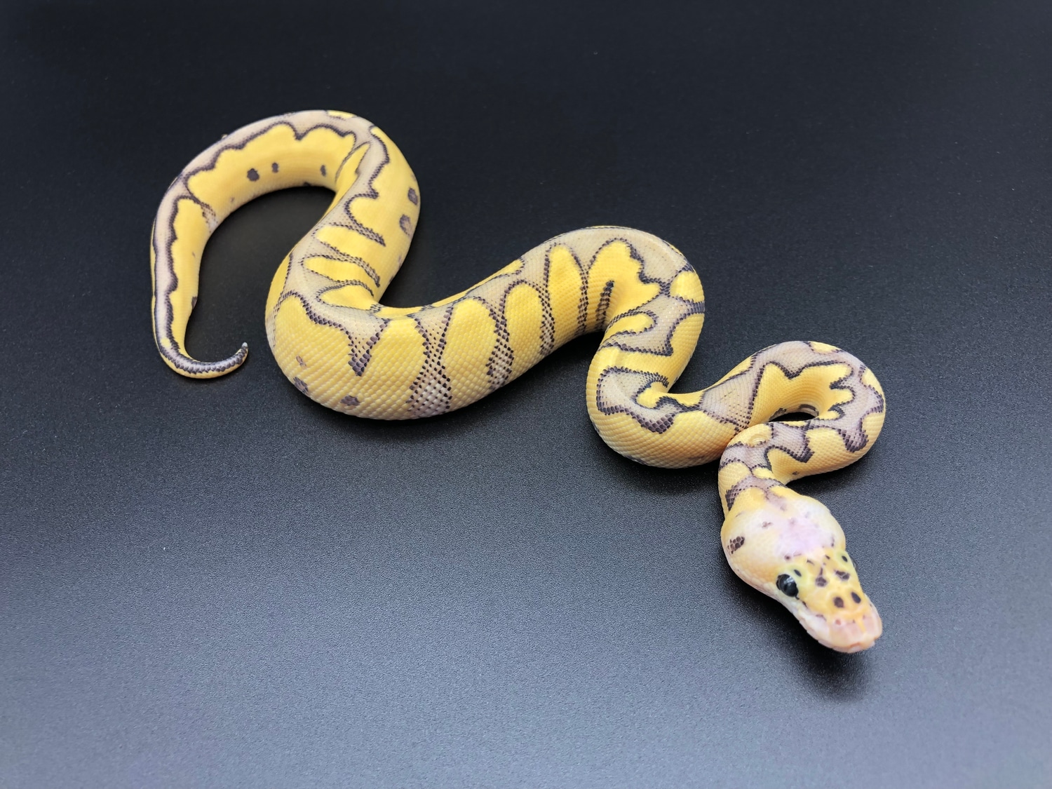 Super Pastel Blade Clown Ball Python by Pennywise Pythons - MorphMarket