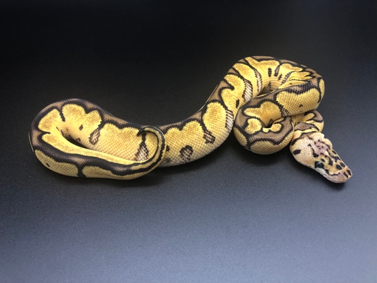 Pastel Clown Ball Python by Pennywise Pythons