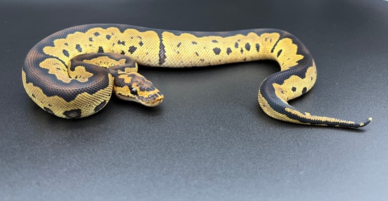 Sable Clown Ball Python by Pennywise Pythons