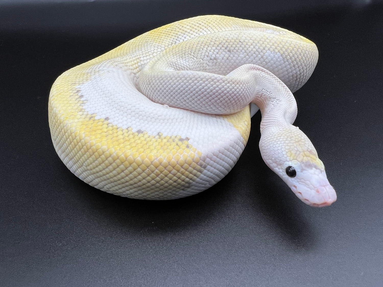 Champagne Lesser Cinnamon 50 % Het Clown Ball Python by Pennywise ...