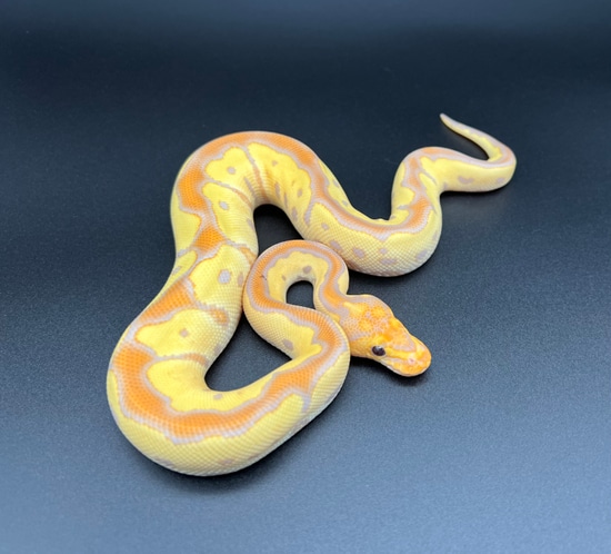 Banana Clown Ball Python by Pennywise Pythons
