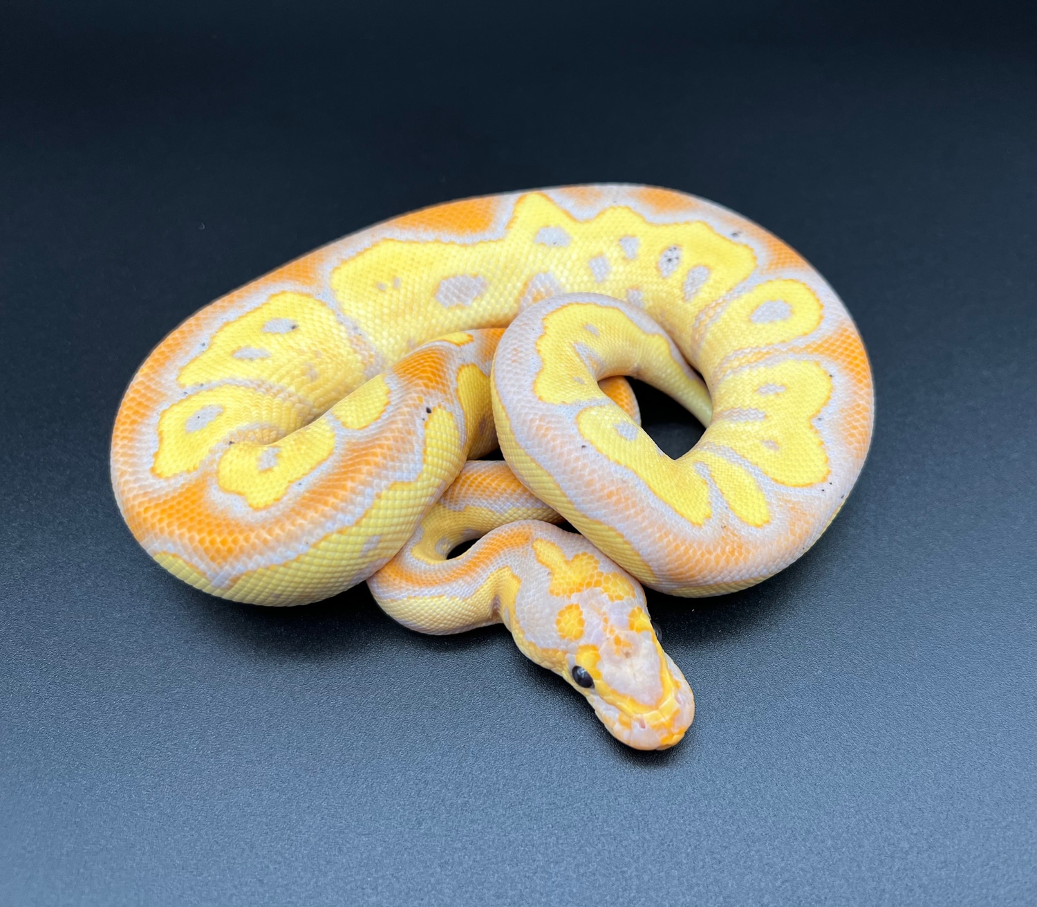 Banana Sable Clown Ball Python by Pennywise Pythons - MorphMarket