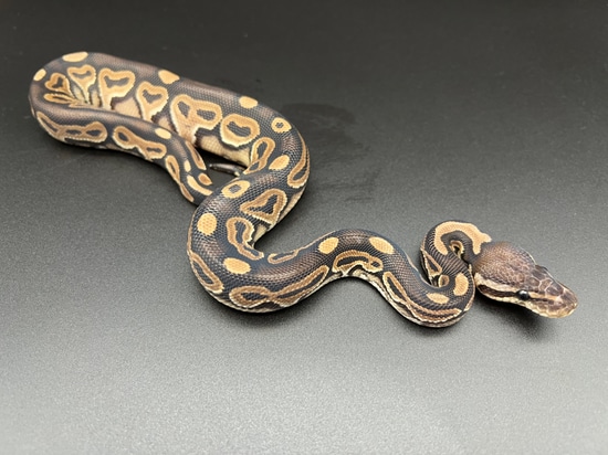 Cinnamon Het Clown Ball Python by Pennywise Pythons