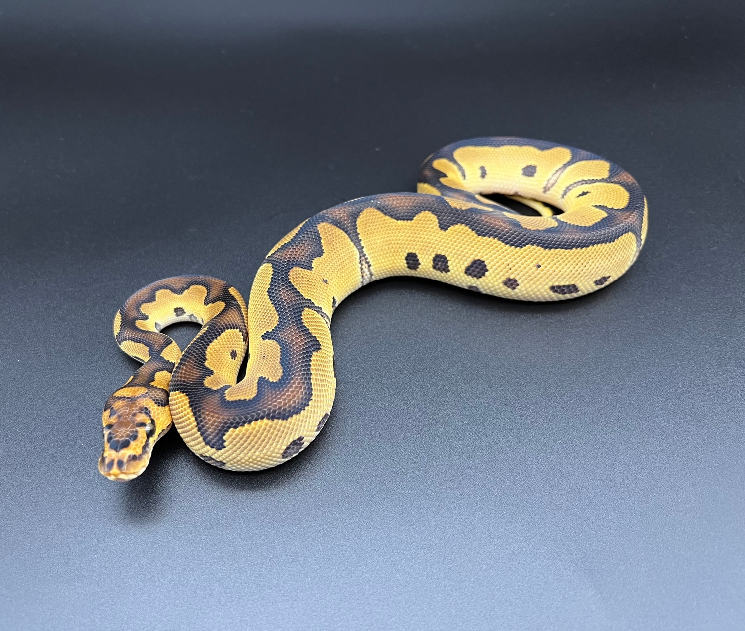 Clown Ball Python by Pennywise Pythons - MorphMarket