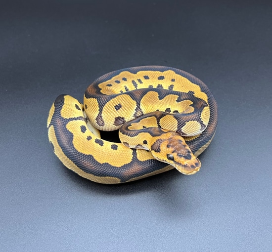 Clown Ball Python by Pennywise Pythons