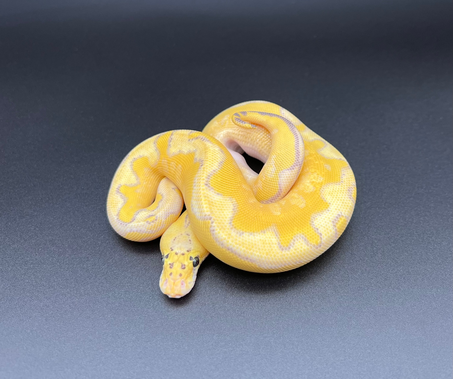 Pastel Enchi Yellow Belly Gravel Clown Ball Python by Pennywise Pythons ...