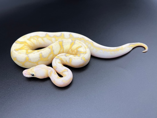 "Free Shipping"!! Pastel Highway Clown Ball Python by Pennywise Pythons