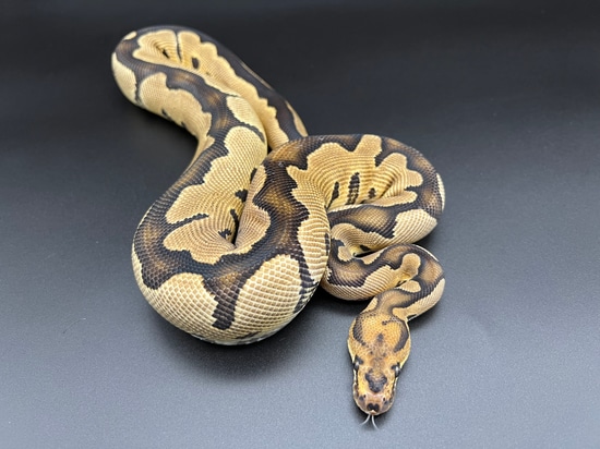Blade Clown Ball Python by Pennywise Pythons