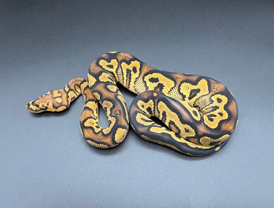 Yellow Belly Clown Ball Python by Pennywise Pythons