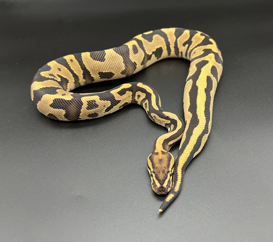 Leopard Fire Het Clown Ball Python by Pennywise Pythons