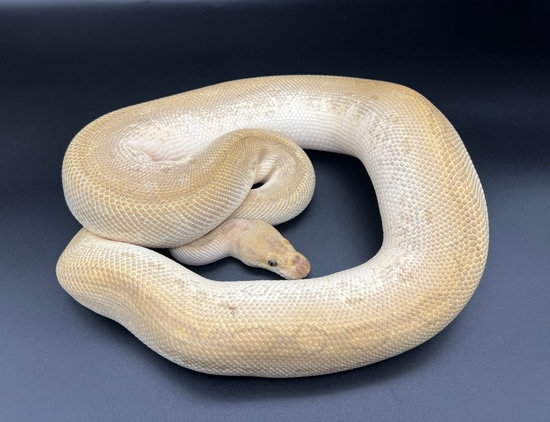 Kingpin Clown Ball Python by Pennywise Pythons