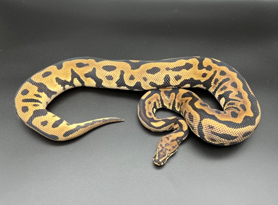 Spotnose Leopard Het Clown Ball Python by Pennywise Pythons
