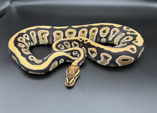 Cypress Het Clown Ball Python by Pennywise Pythons