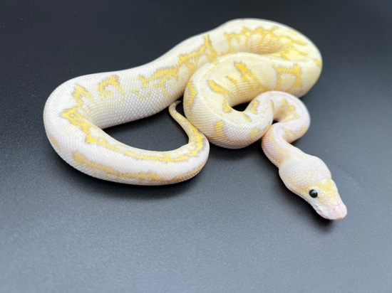 Male Pastel Highway Clown (148 Grams) Ball Python by Pennywise Pythons