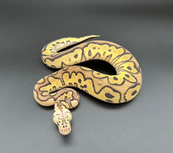 Pastel Gravel Or Yellow Belly Clown (150 Grams) Ball Python by ...