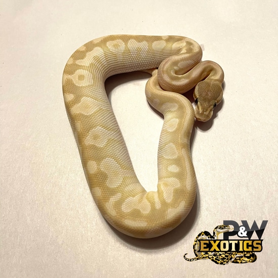Crystal Ball Python by P&W Exotics