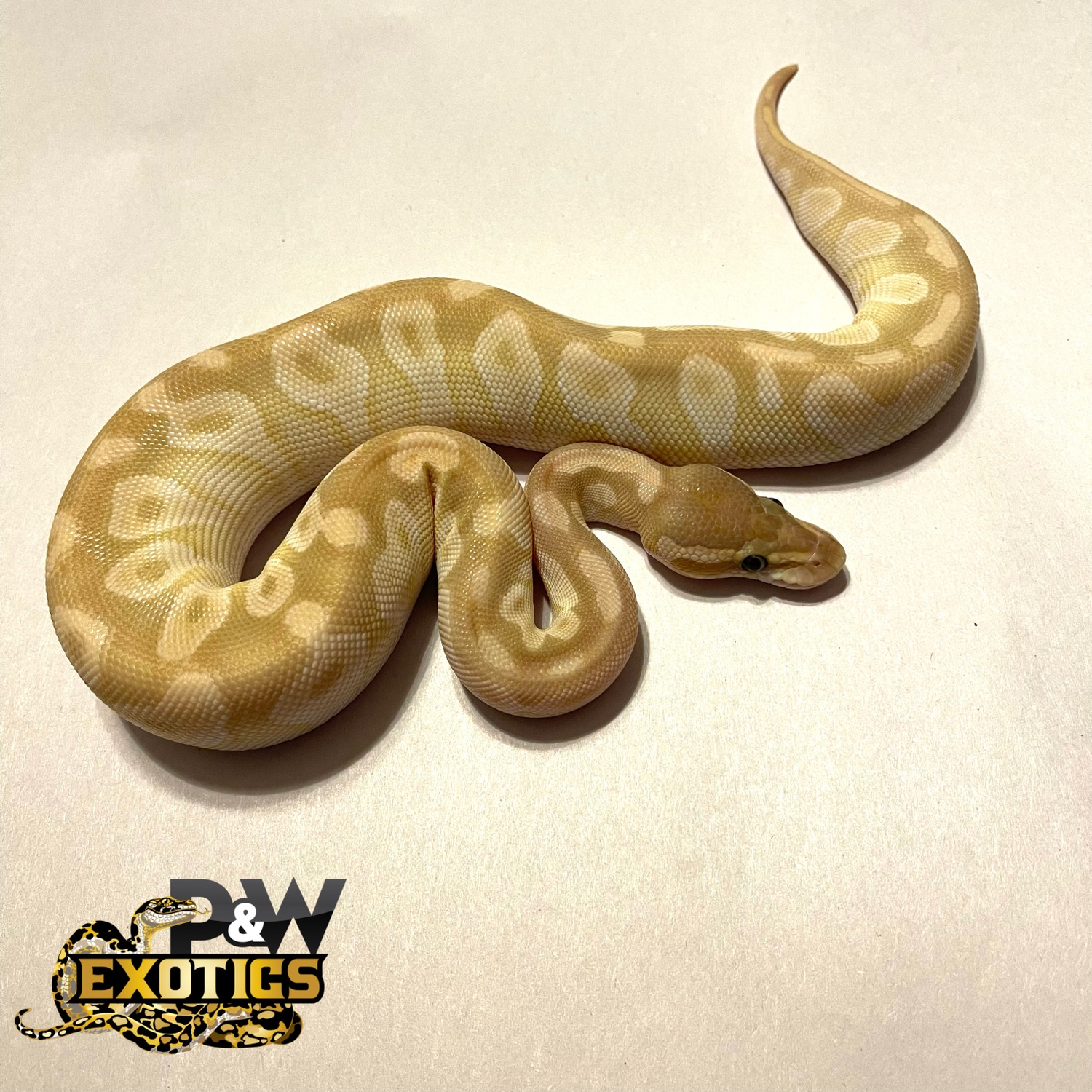 Crystal Ball Python by P&W Exotics - MorphMarket