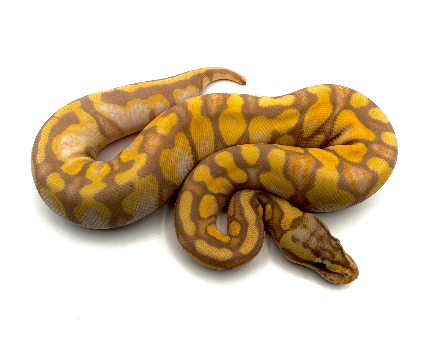 Banana Enchi Pastel Possible Vanilla Ball Python by P&W Exotics ...