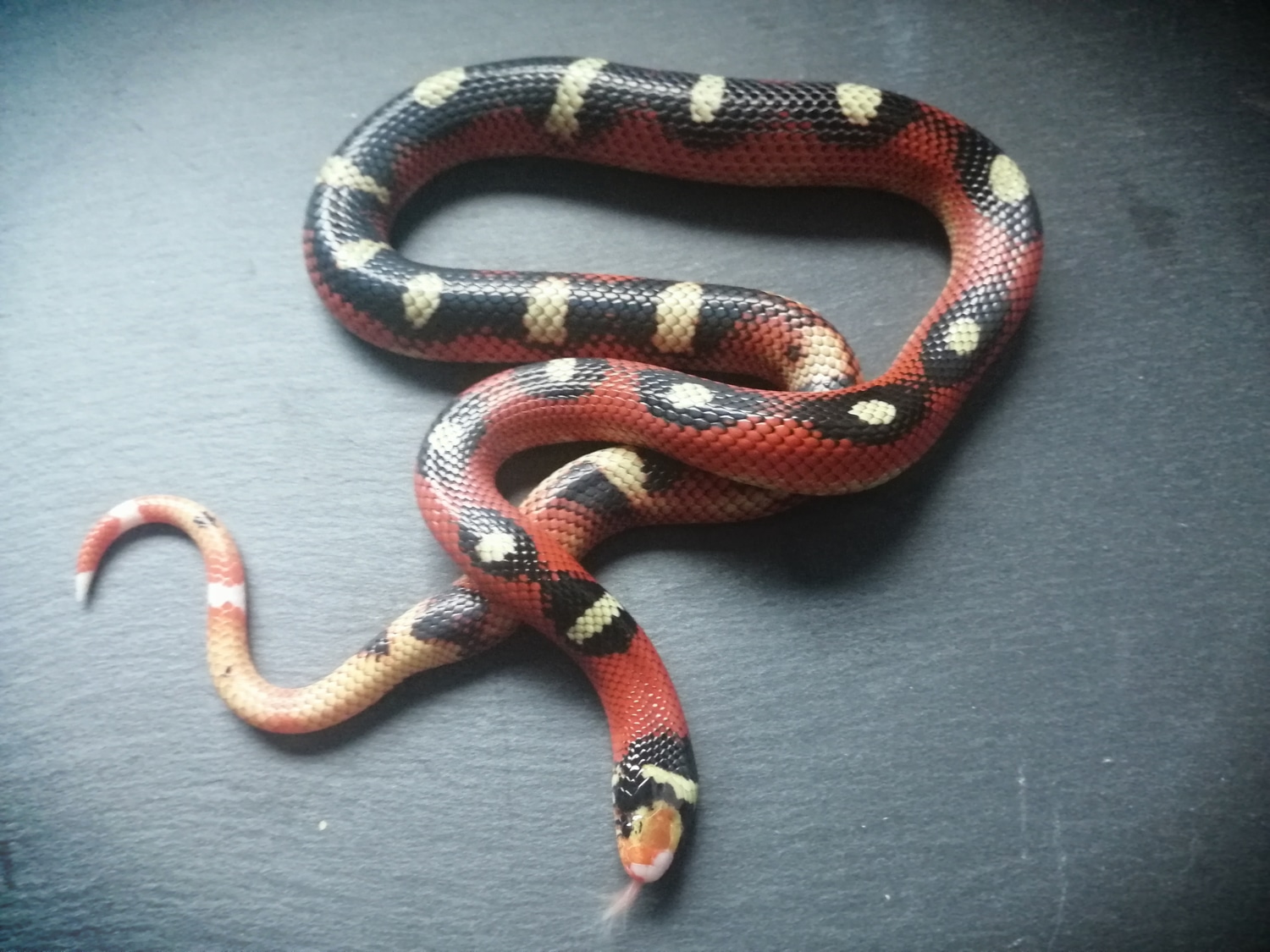 Polyzona Splotched 100% Het Albino Sinaloan Milk Snake by Nadine Müller ...