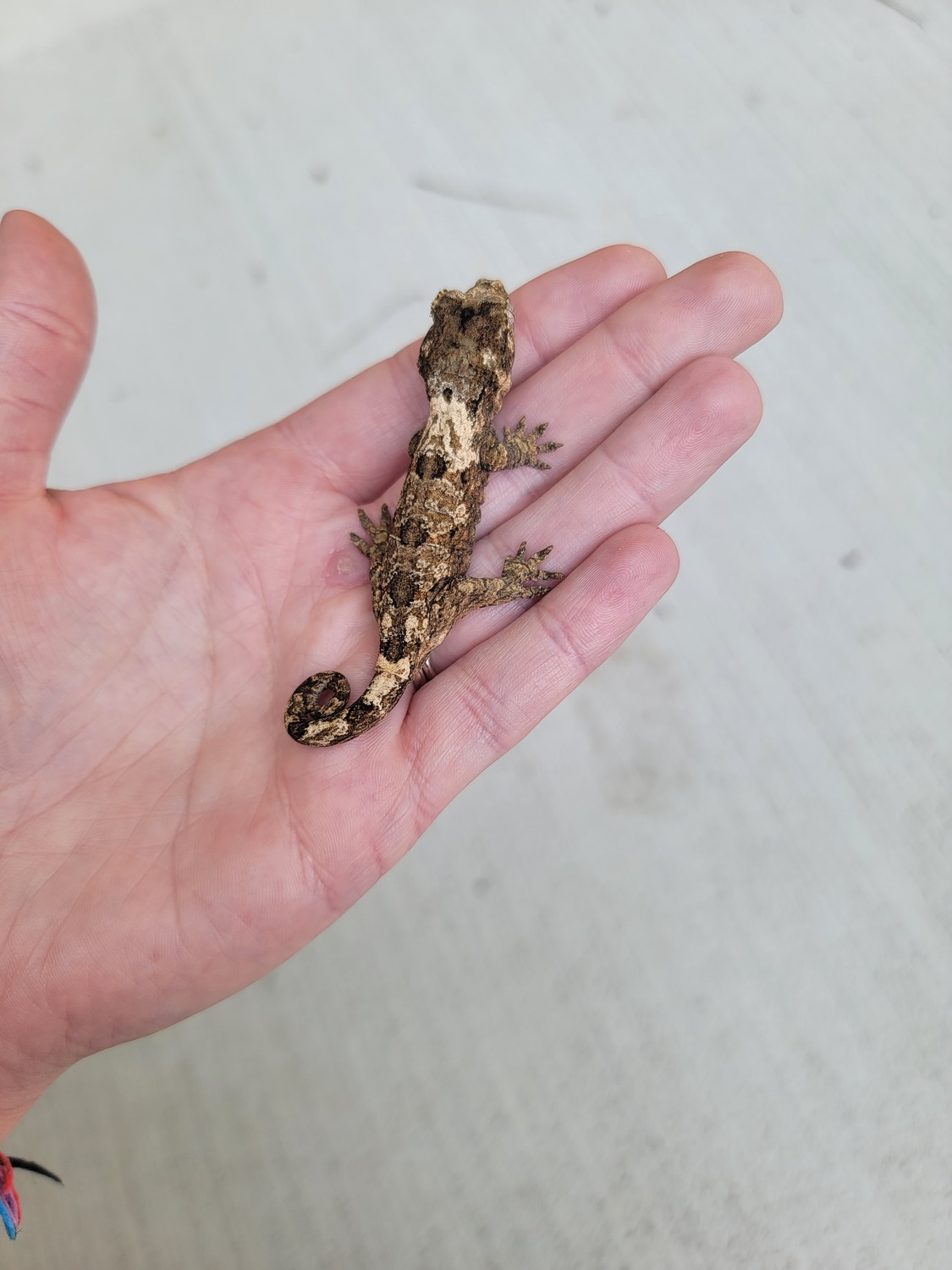 White Collar High Color Chahoua Gecko by Peregrine Lizards - MorphMarket