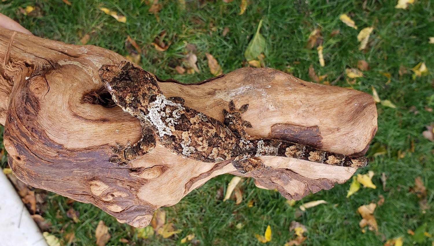 Proven High End Male Breeder Chahoua Gecko by Peregrine Lizards ...
