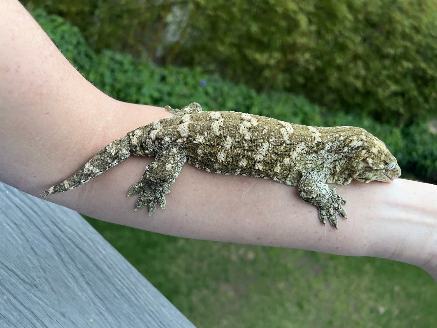 GT Color Leachianus Gecko by Peregrine Lizards - MorphMarket