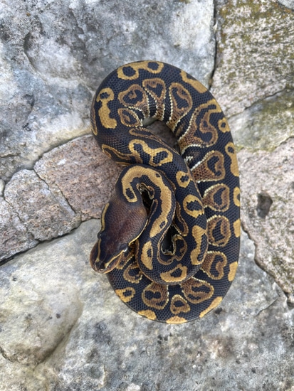 Hurricane Het Ultramel 50% Het Pied Ball Python by 4Z Exotics
