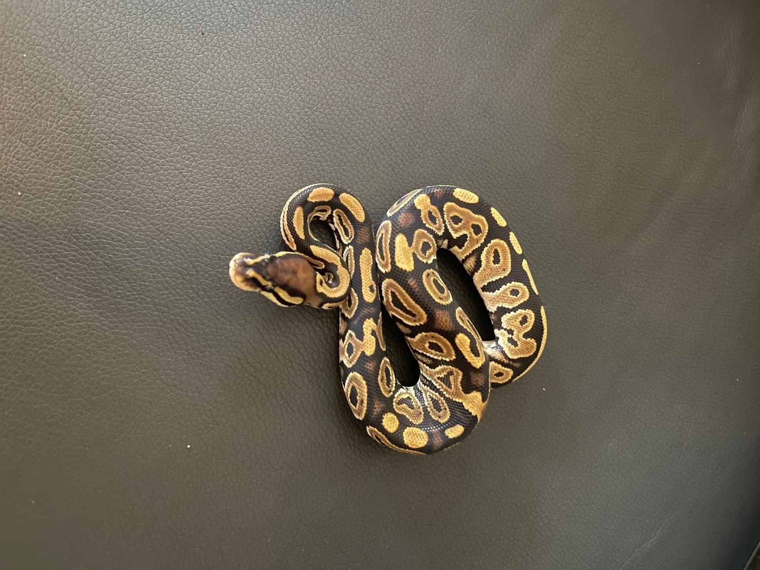 Bongo Ball Python by 4Z Exotics - MorphMarket