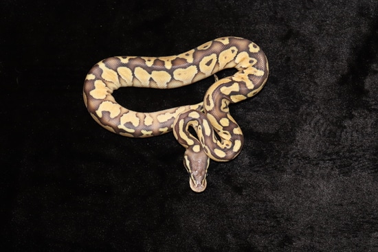Pastel Lesser Ball Python by 4Z Exotics