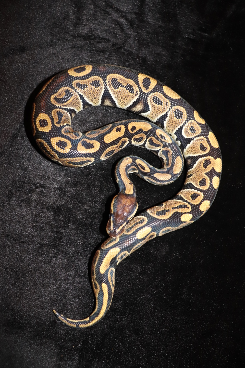 Volta Ball Python by 4Z Exotics - MorphMarket