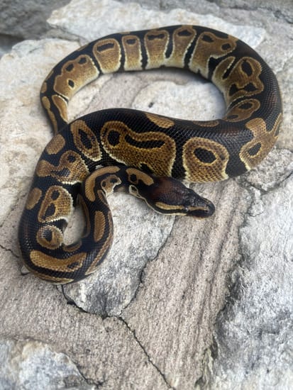 Volta Ball Python by 4Z Exotics